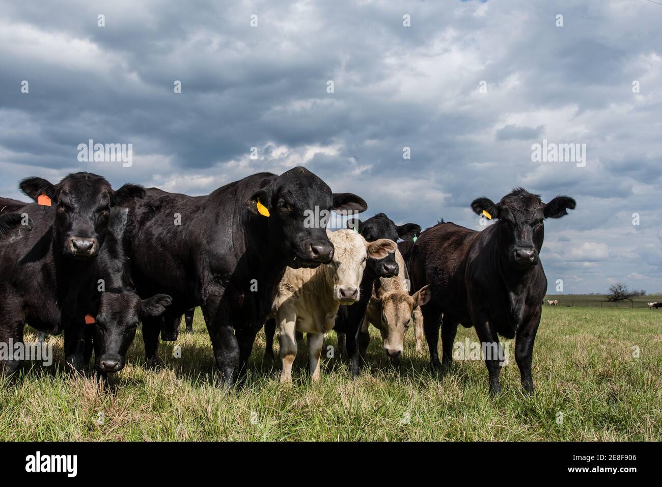 Female vet cow hi-res stock photography and images - Alamy