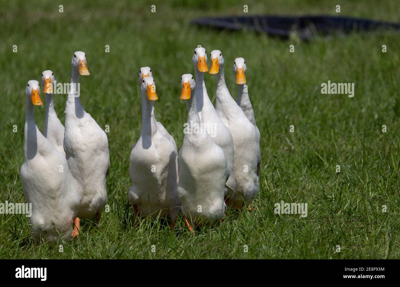 a flock of show ducks at the Devon county show Stock Photo - Alamy