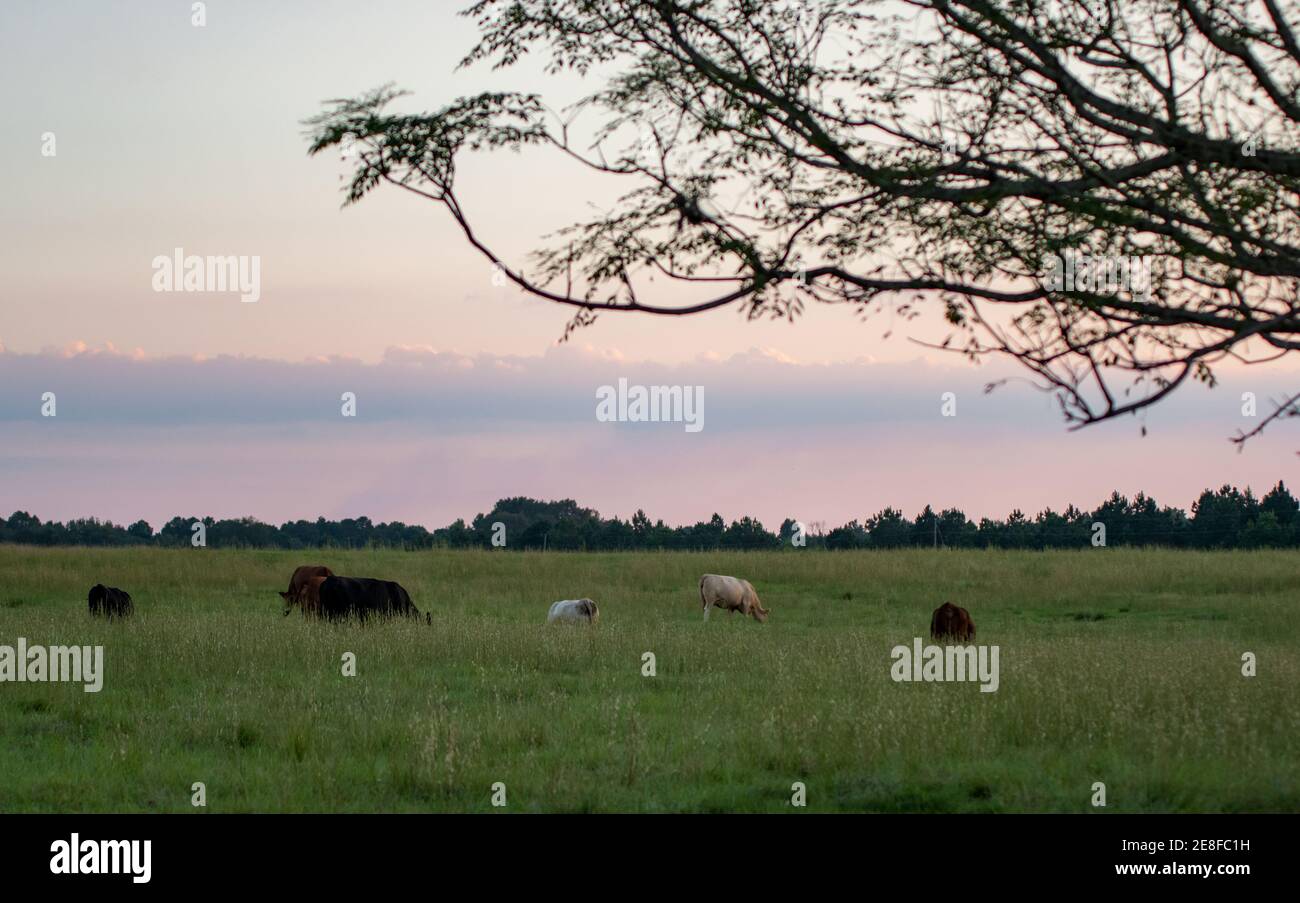 Beef cattle grazing in a pasture at sunrise with tree branches in ...