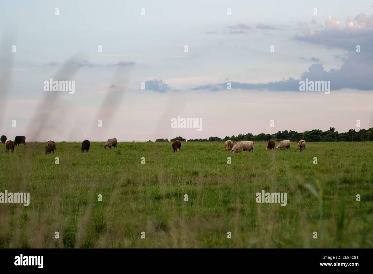 Crossbred beef cattle hi-res stock photography and images - Alamy