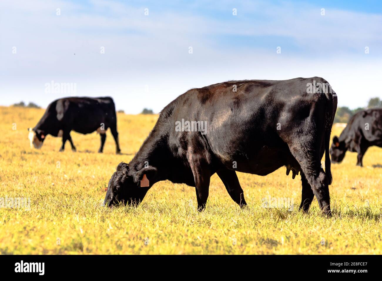 Angus cattle florida hi-res stock photography and images - Alamy
