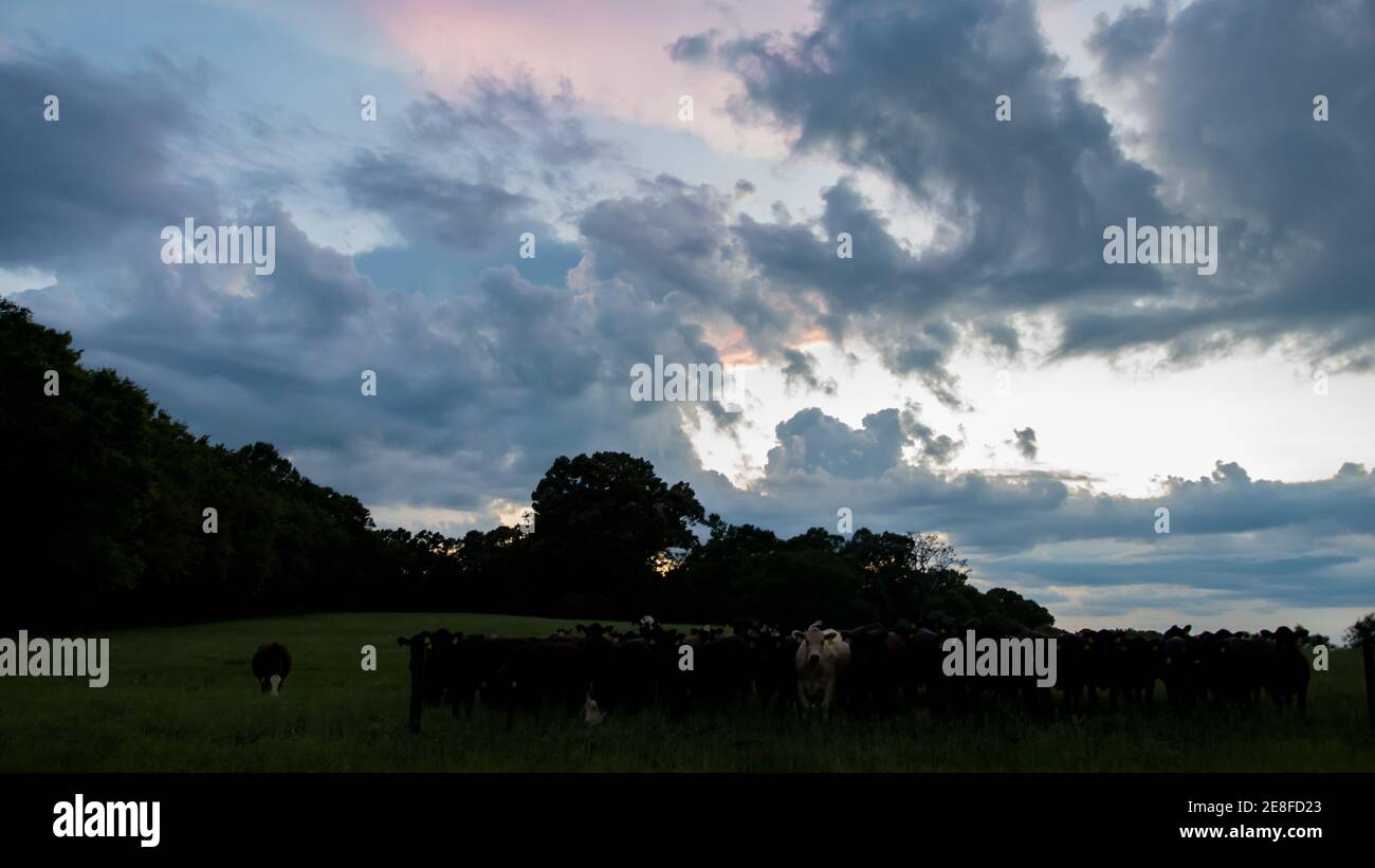 Herd of black Angus crossbred cattle and one white cow lookin at the ...