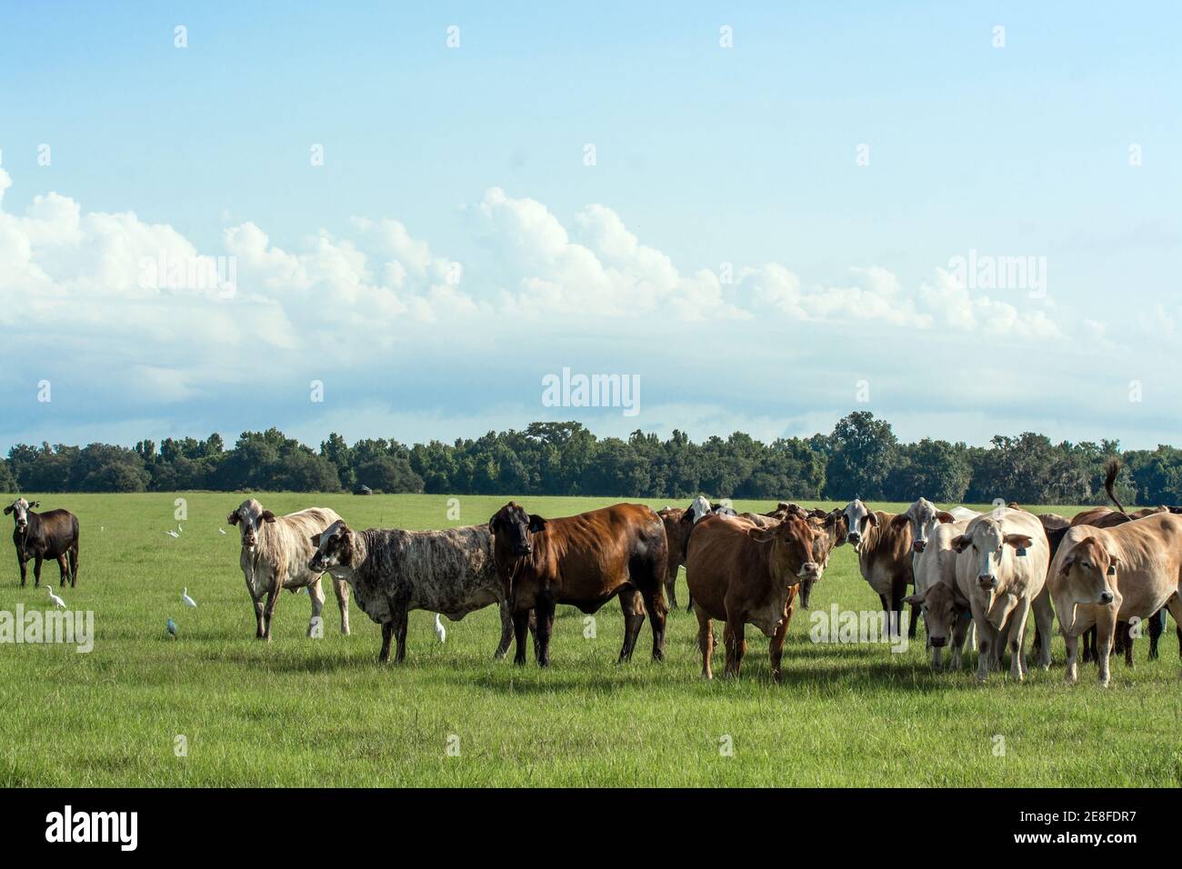 A background image of crossbred Brahman-influenced cows in a pasture ...
