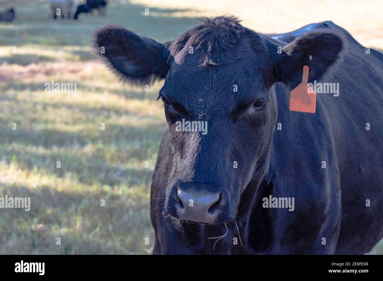 Close up cows hi-res stock photography and images - Alamy