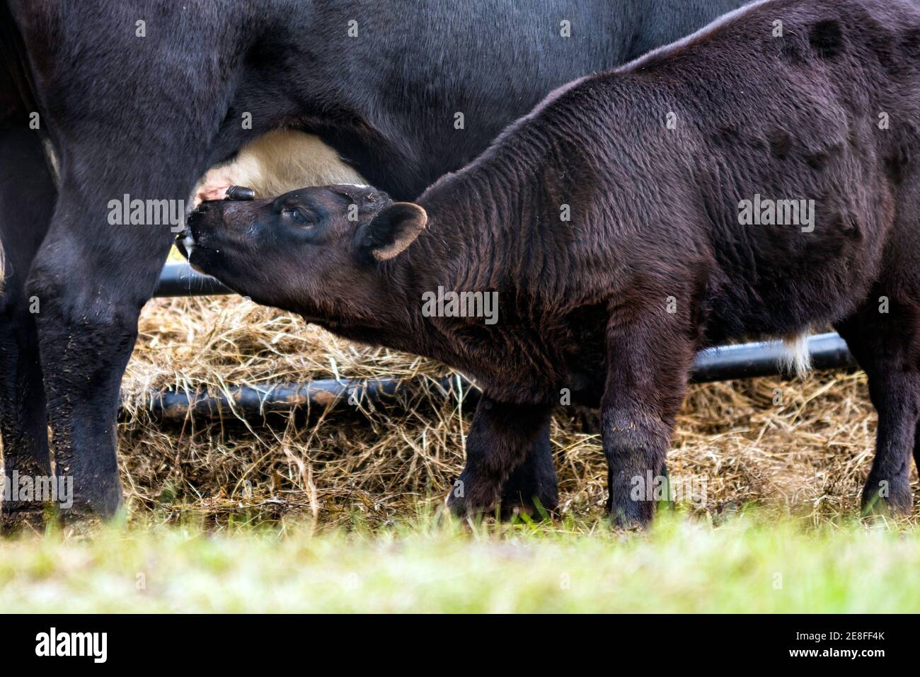 Close up of an Angus calf nursing Stock Photo - Alamy