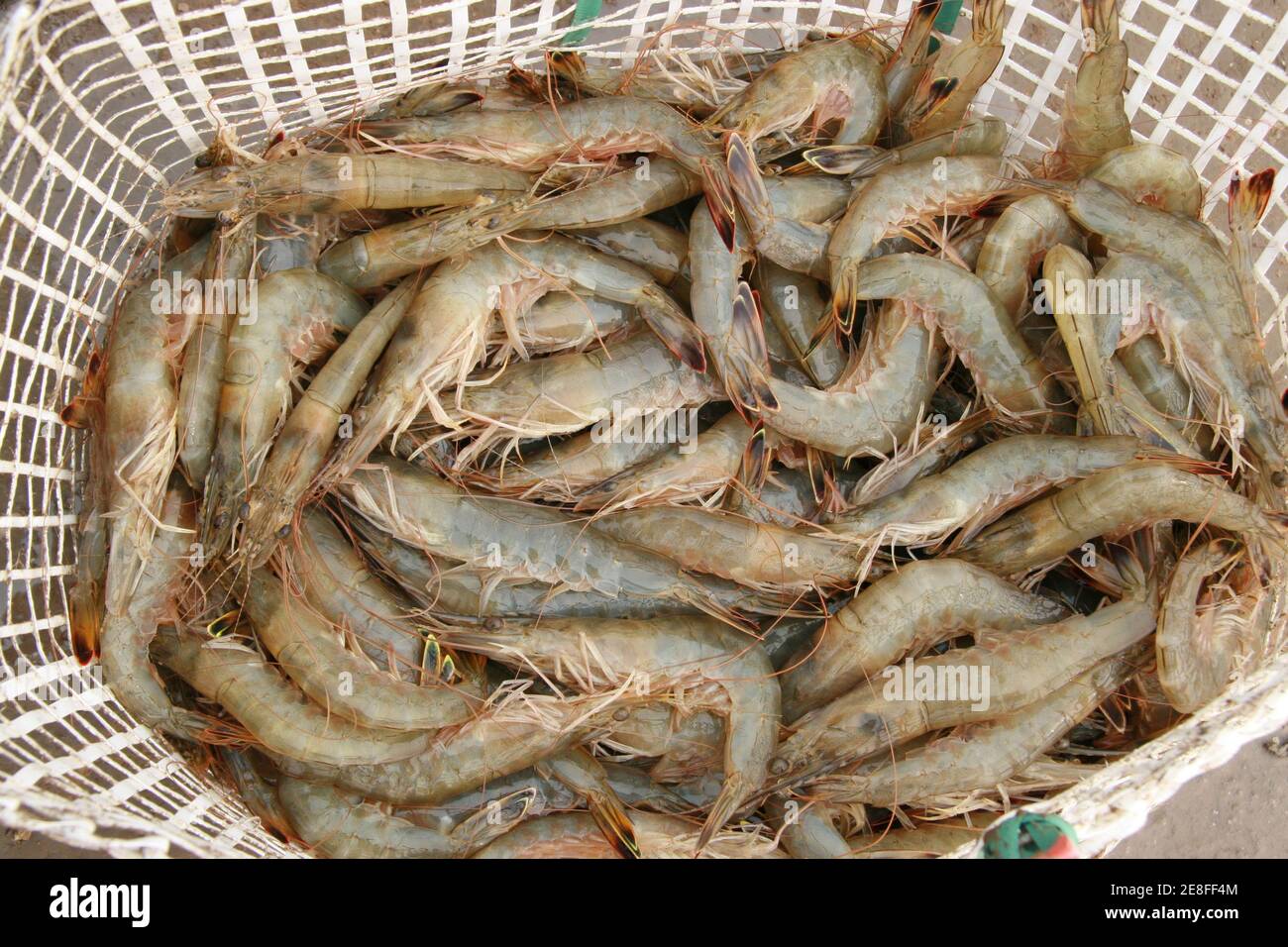 fresh prawns in an aquatic products farms, north china Stock Photo - Alamy