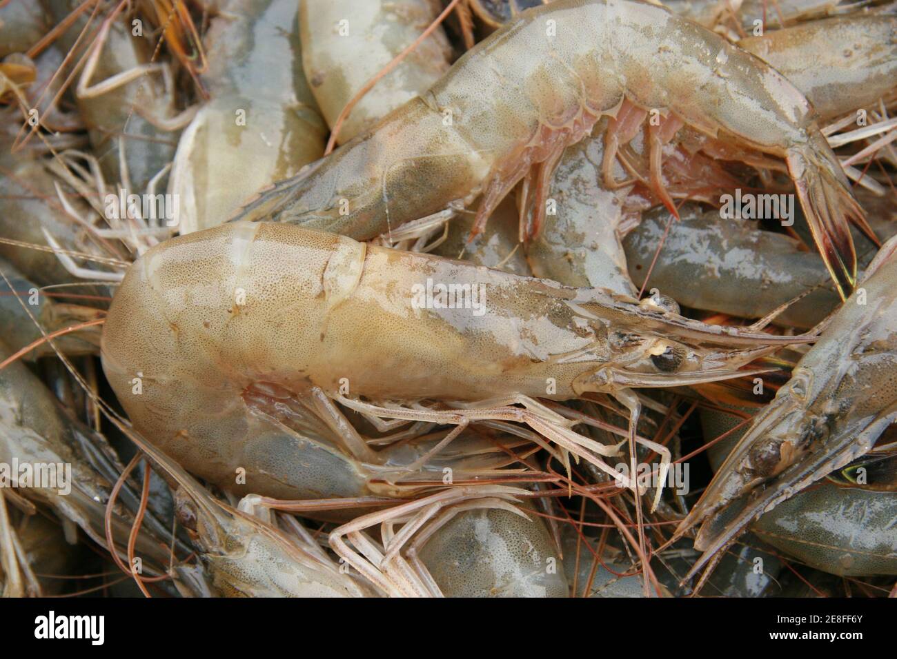 fresh prawns in an aquatic products farms, north china Stock Photo - Alamy