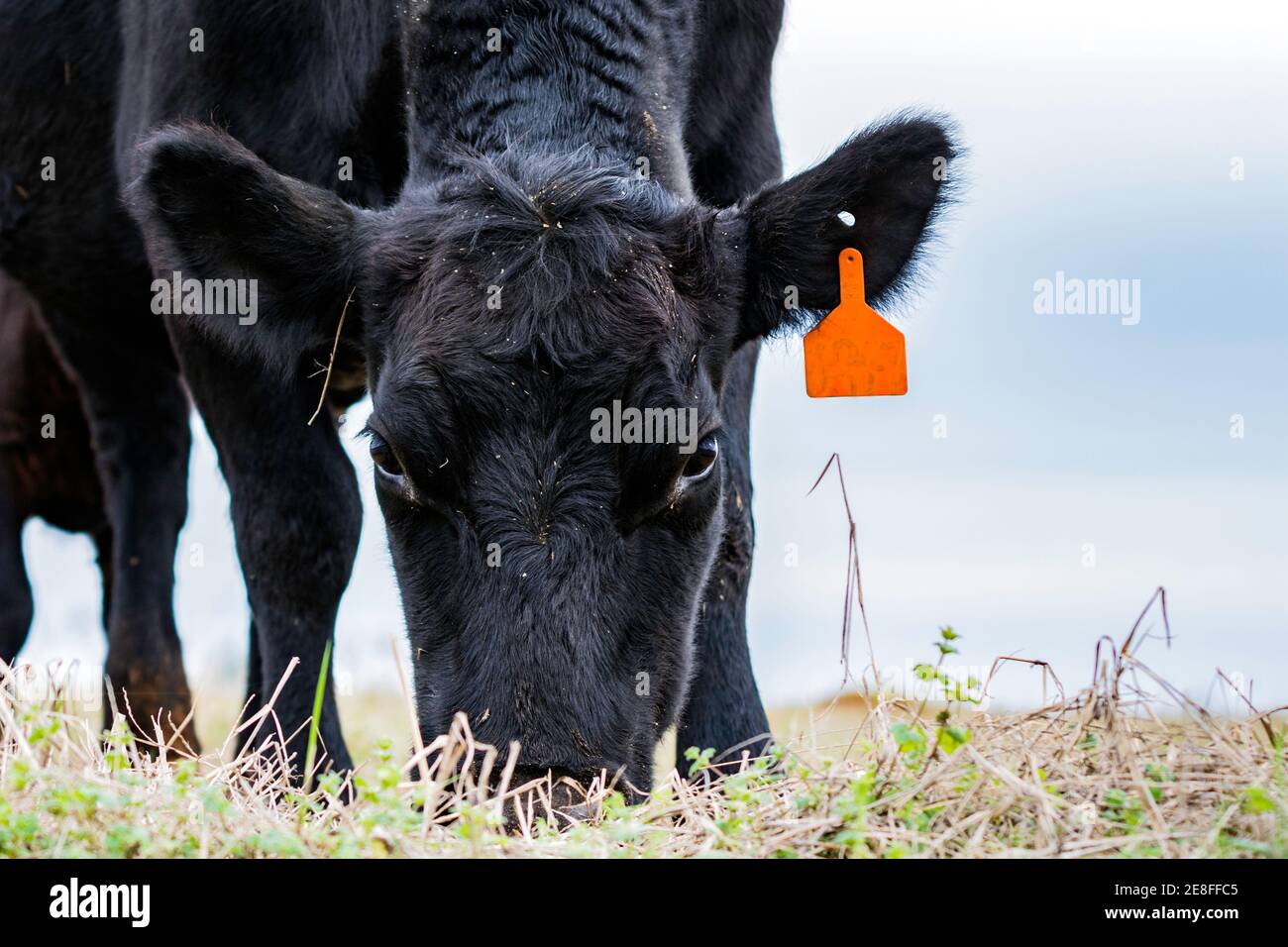 Close up of a black Angus cow grazing on dormant Bermuda grass pasture ...