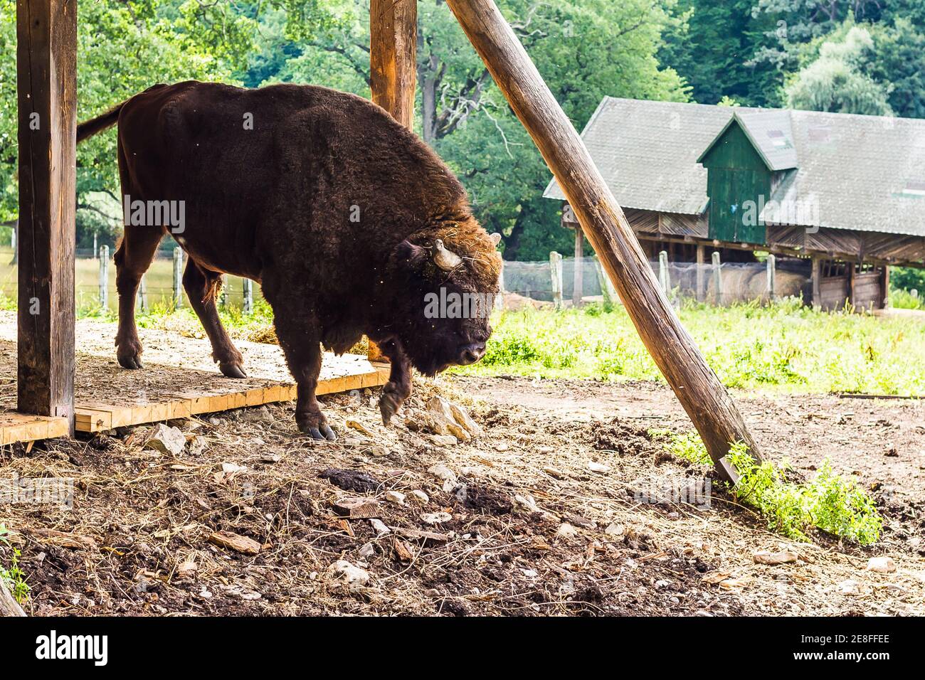 A giant furry bison walking next to the barn Stock Photo - Alamy