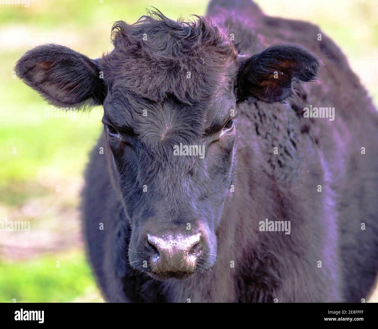 Close up of a black crossbred beef cow heifer Stock Photo - Alamy