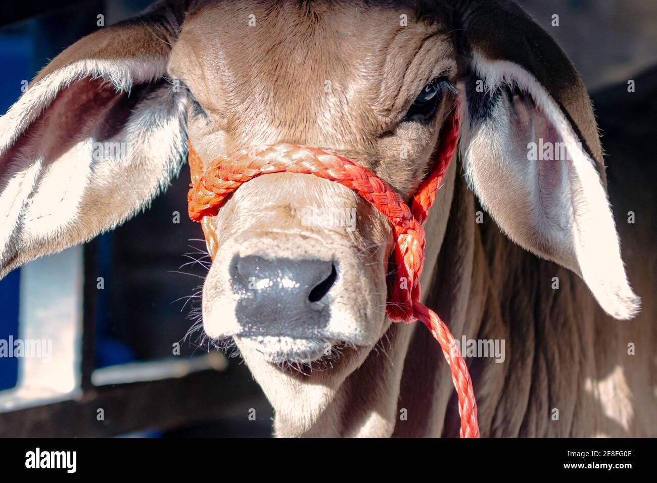 Brahman Cattle Head High Resolution Stock Photography and Images - Alamy