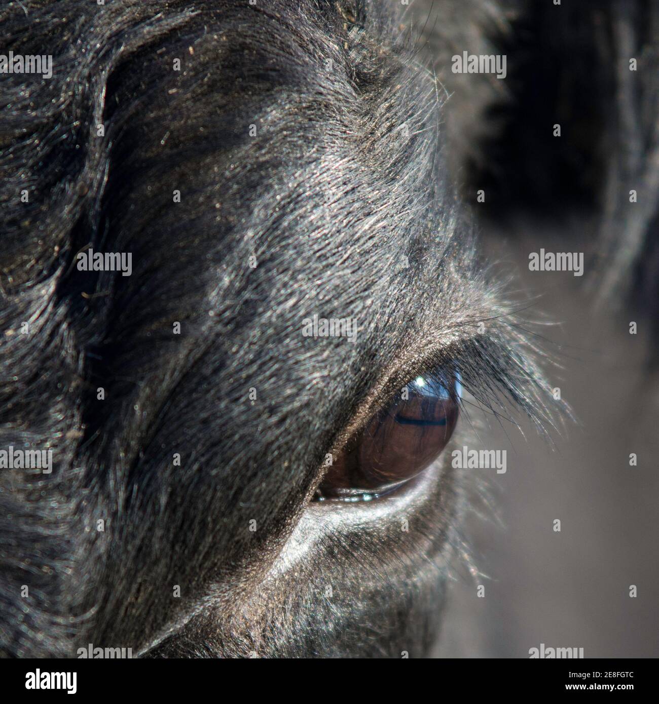 Anguss hi-res stock photography and images - Alamy