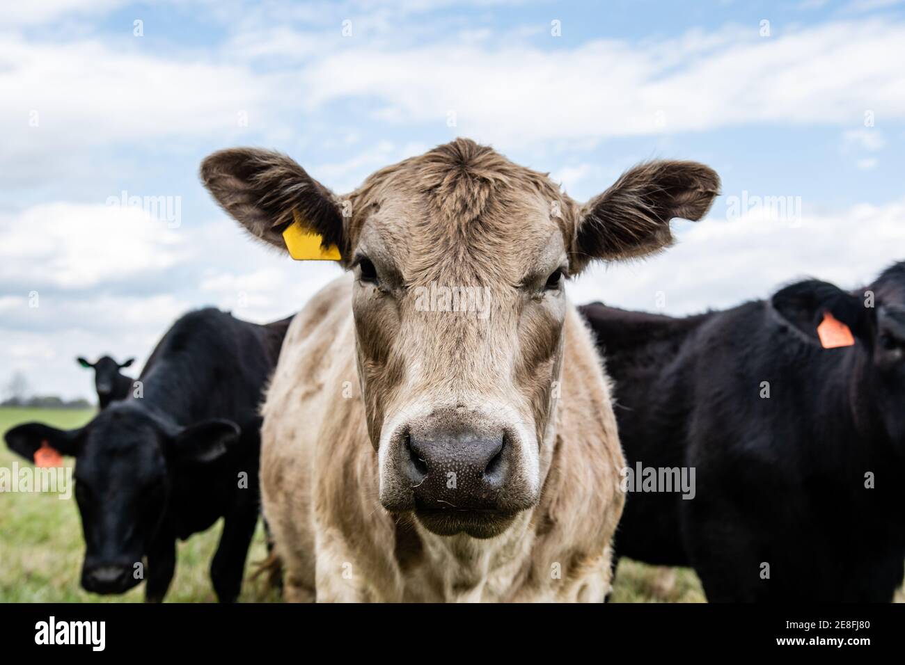 Close up of a Simmental crossbred cow with other black Angus crossbred ...