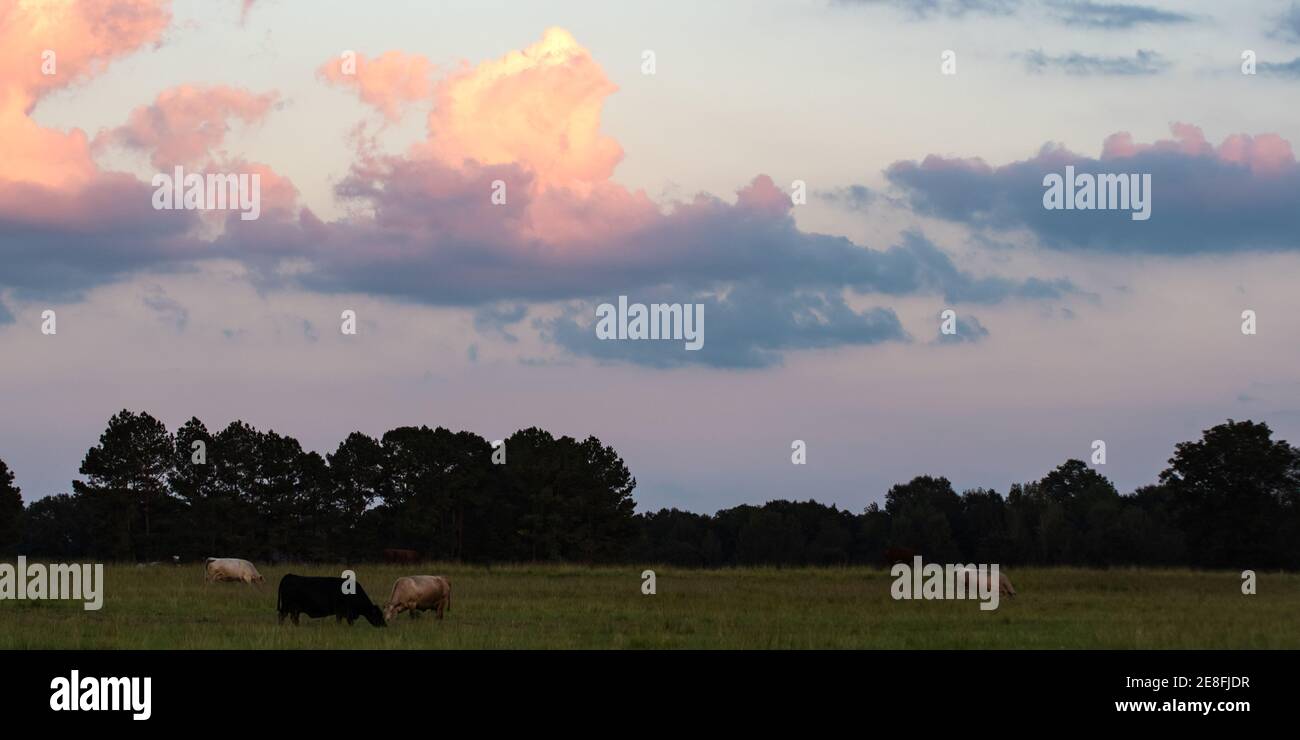 Cows Clouds Sunset