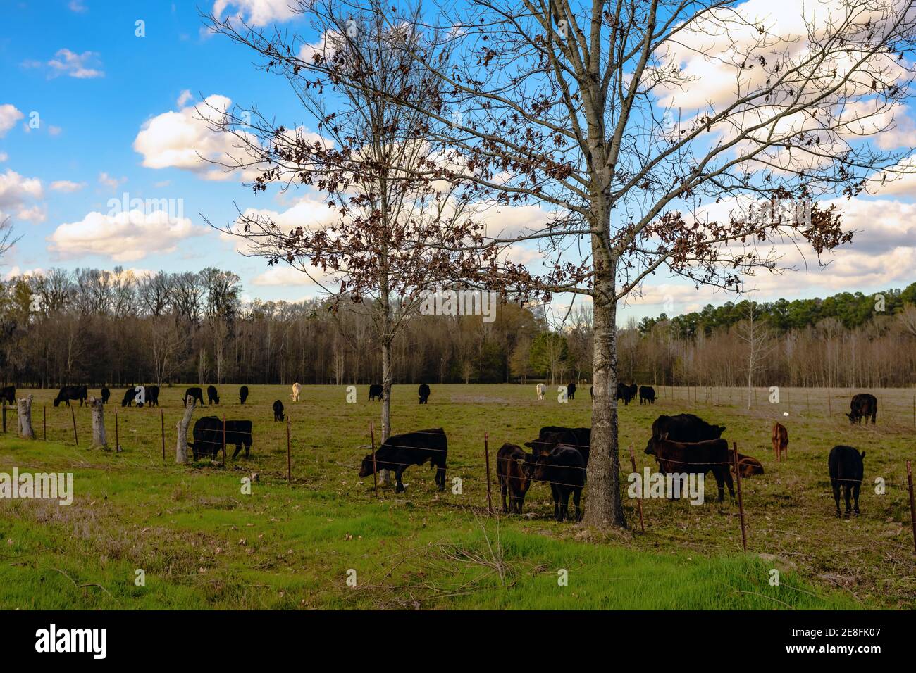Cattle farm animals hi-res stock photography and images - Alamy