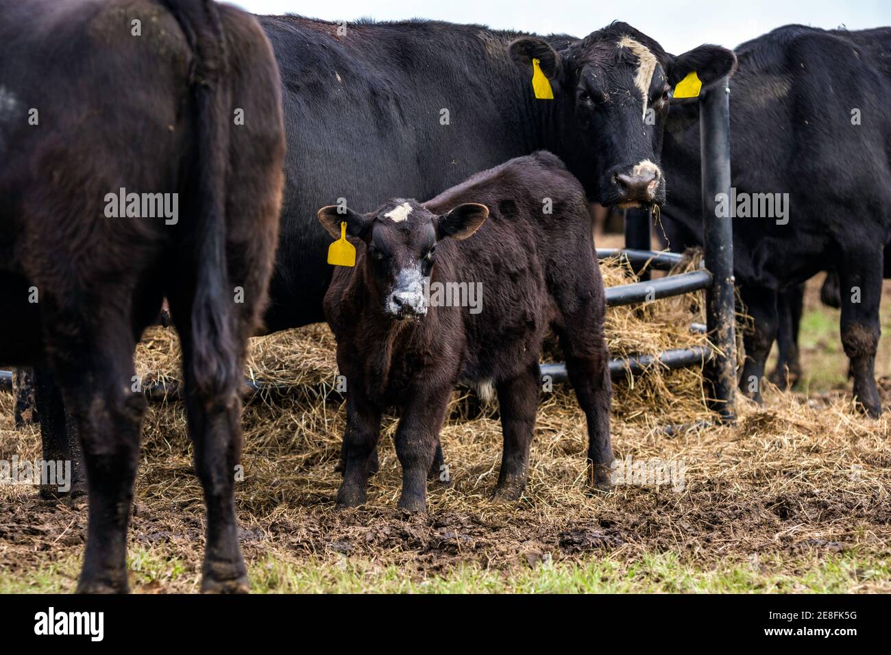 Calf with milk on his face standing with adult cows Stock Photo - Alamy