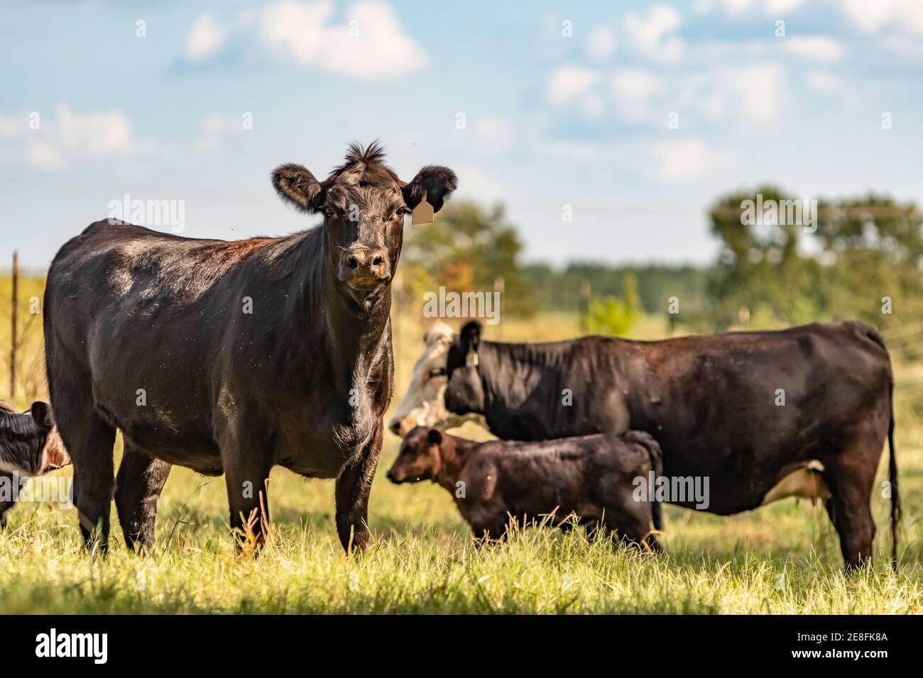 Angus cow painting hi-res stock photography and images - Alamy