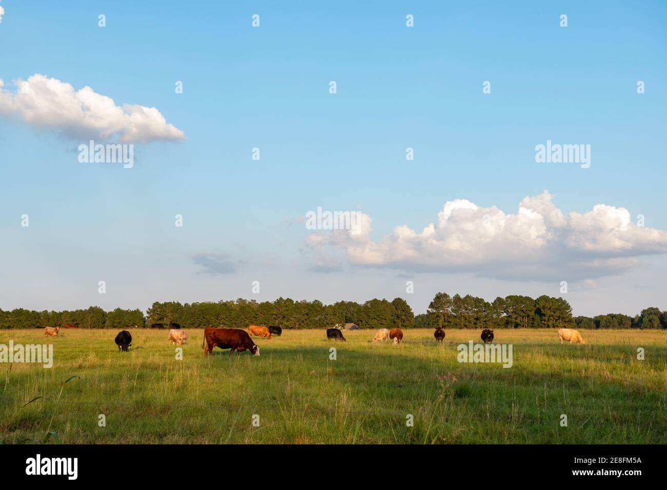 Beef cow herd hi-res stock photography and images - Alamy