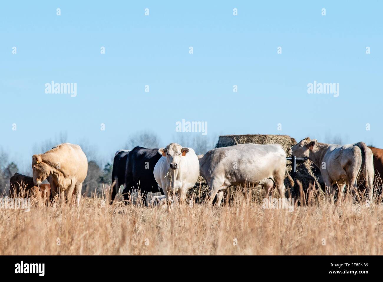 Livestock crossbred mixed beef cattle hi-res stock photography and ...