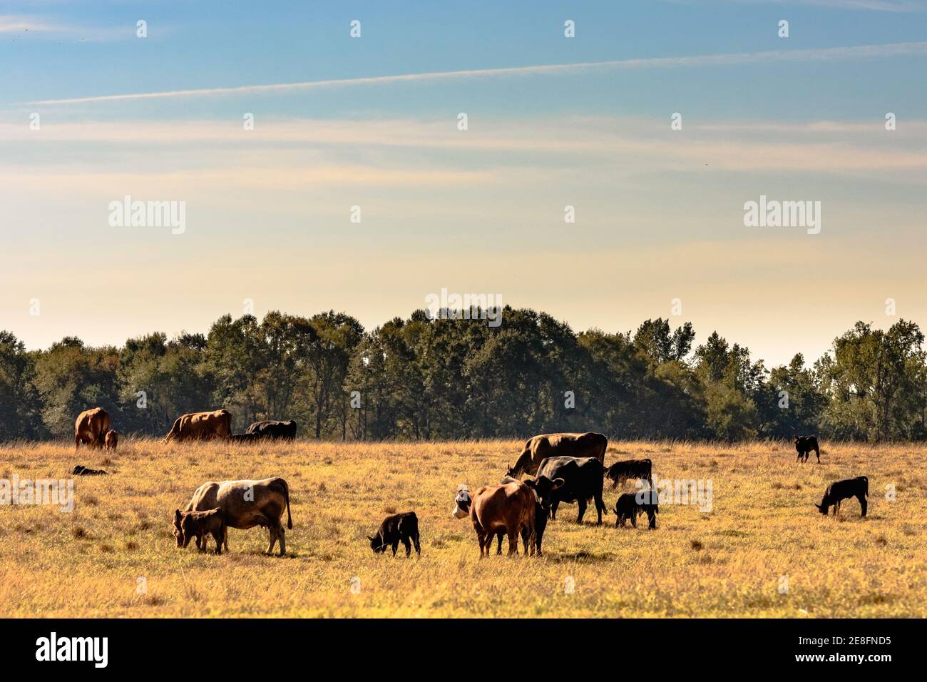 Drought stricken cows hi-res stock photography and images - Alamy
