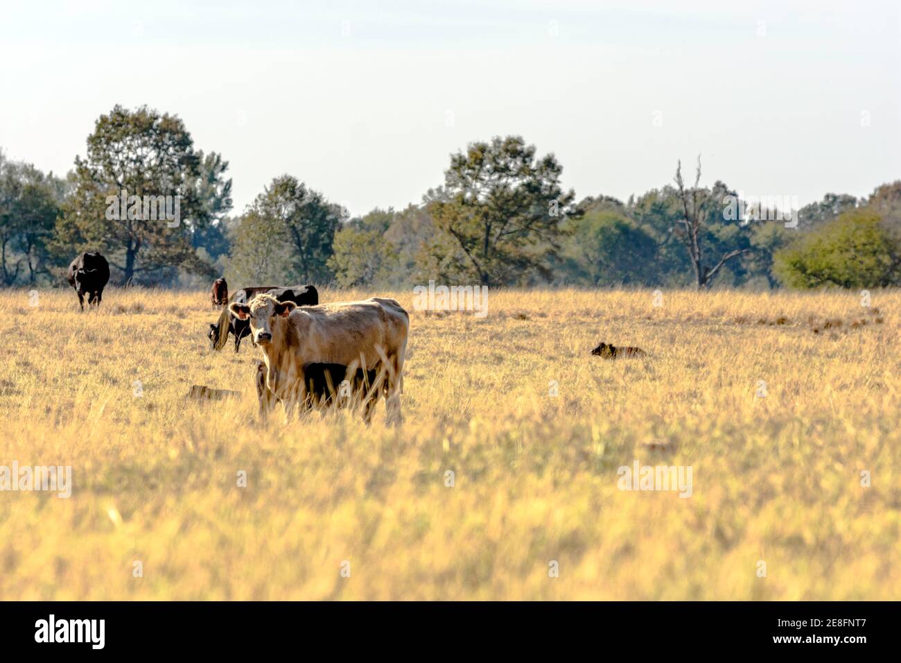 Angus cattle florida hi-res stock photography and images - Alamy