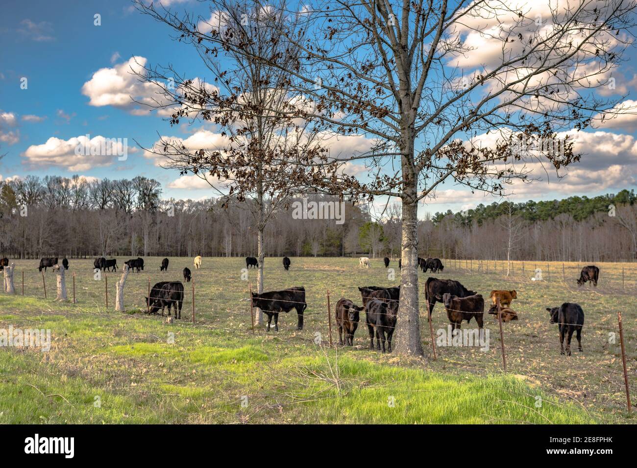 Commercial cattle in an early spring pasture with blue sky and clouds ...