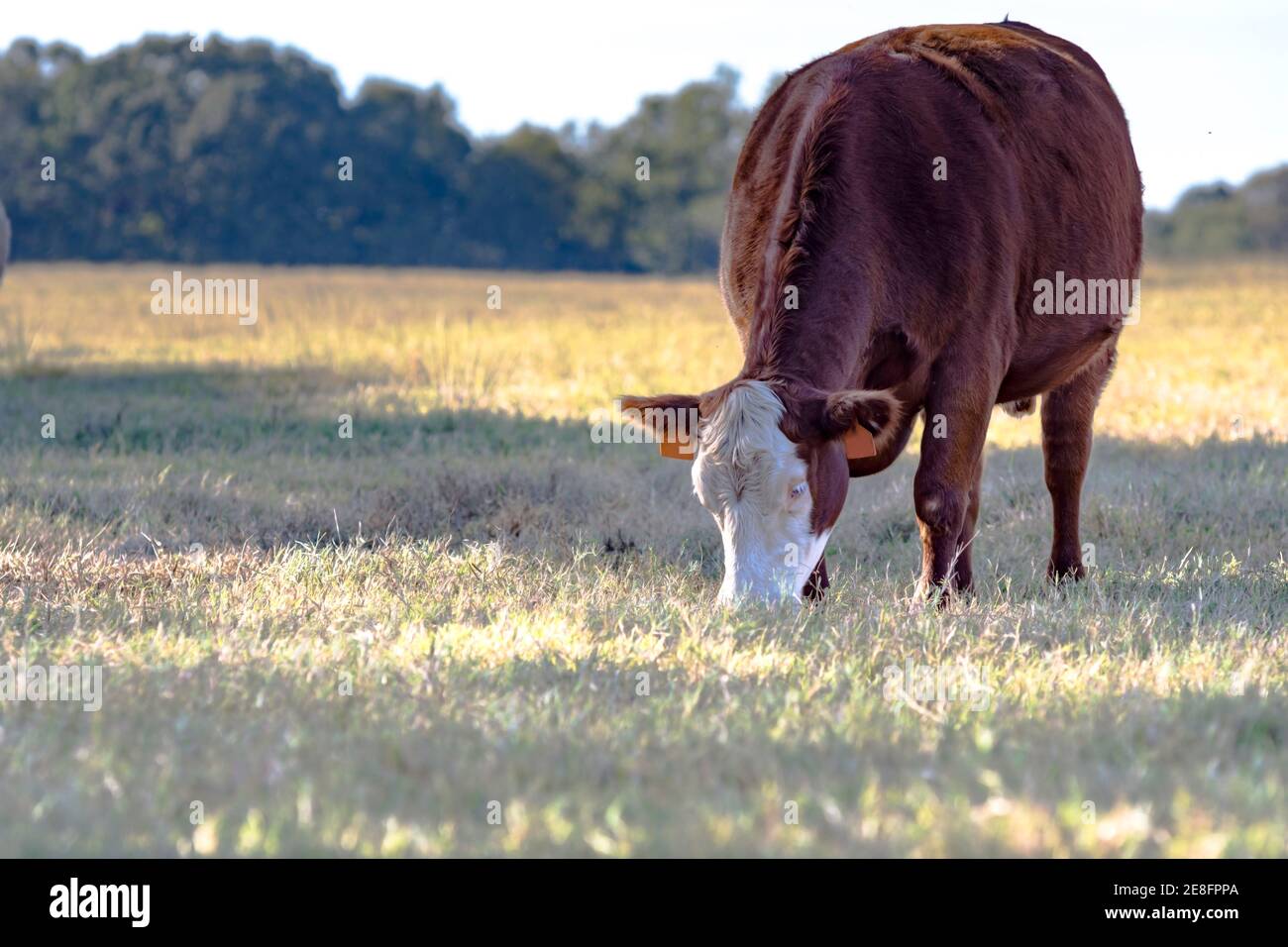 Red angus grazing hi-res stock photography and images - Alamy