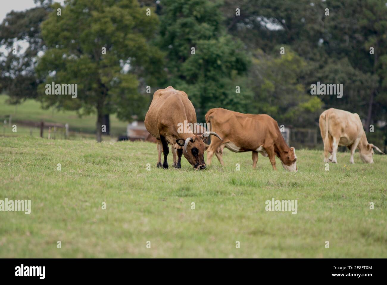 Commercial crossbred cows grazing bermuda grass pasture in Alabama with ...