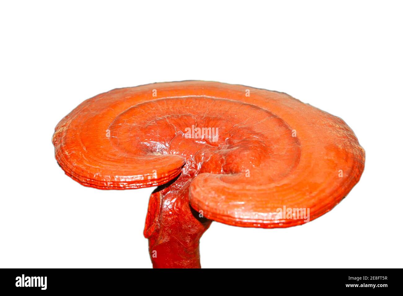 ganoderma lucidum, a very valuable Chinese herbal medicine Stock Photo ...