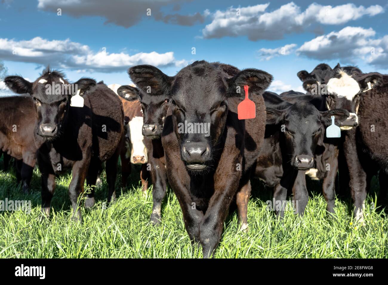A herd of commercial heifers close-up with lush green pasture and blue ...