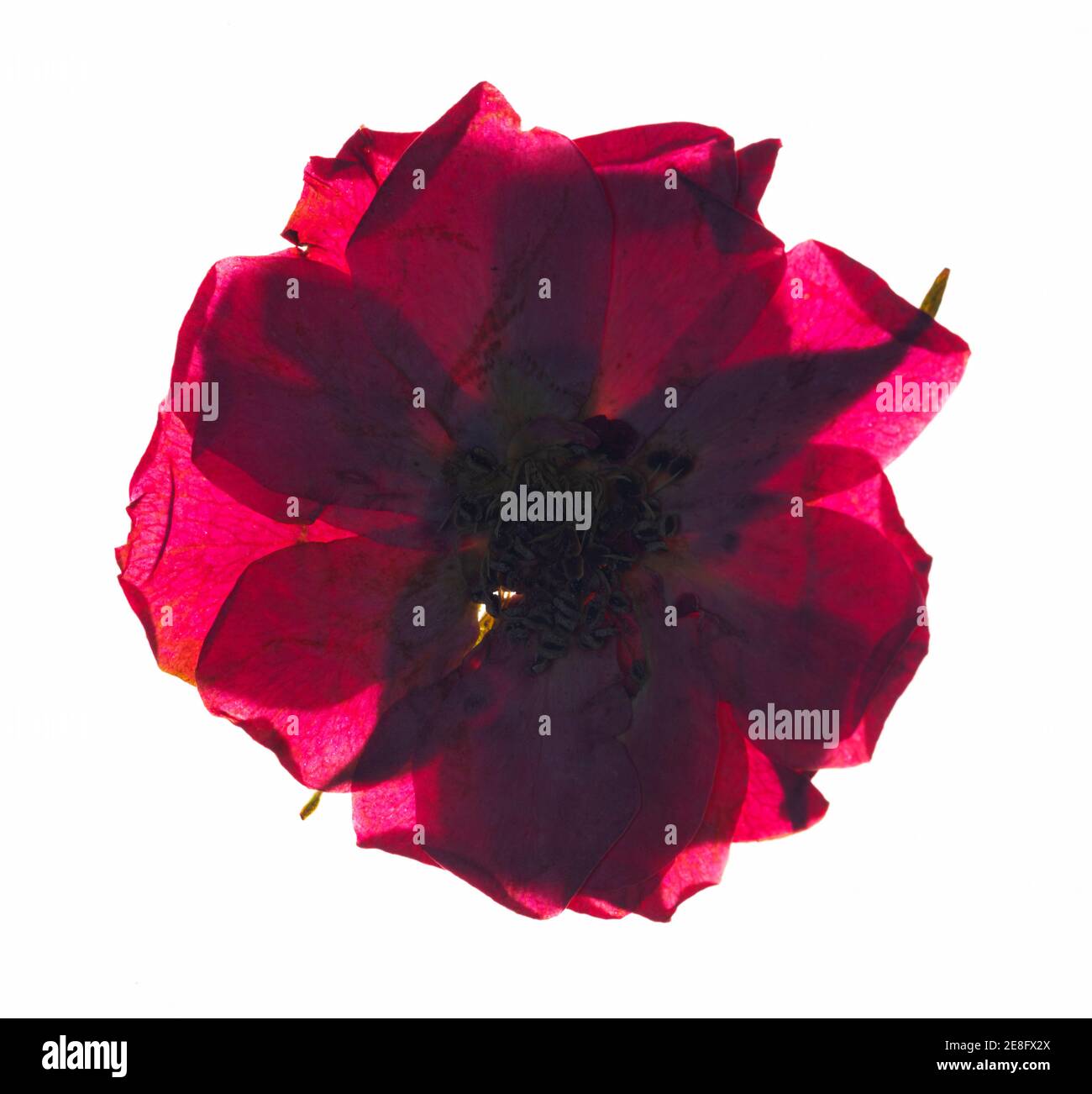 Pressed dried flower head of a red rose on a white background Stock ...