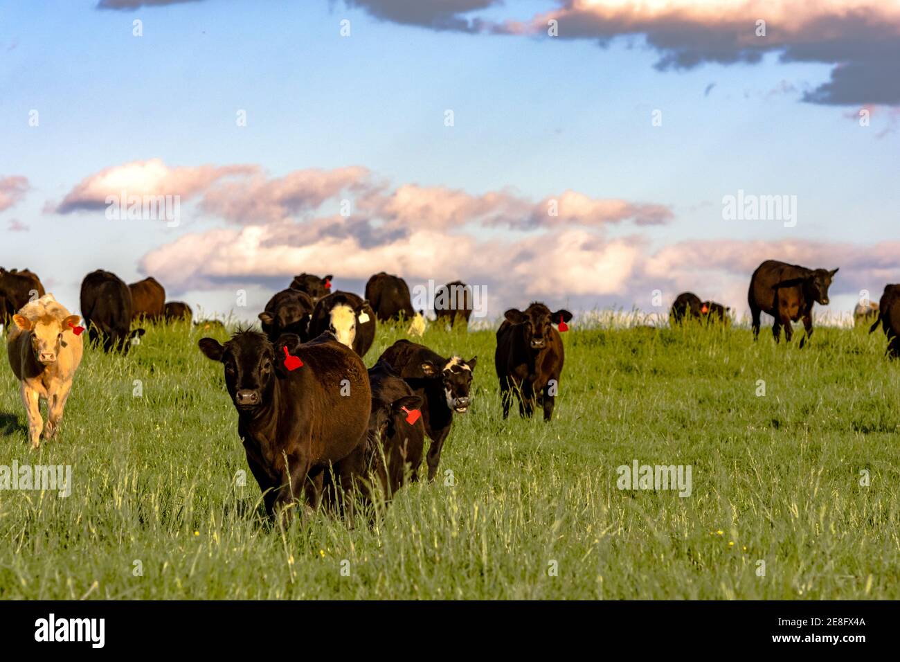 Commercial beef heifers in a lush spring pasture with clouds during ...