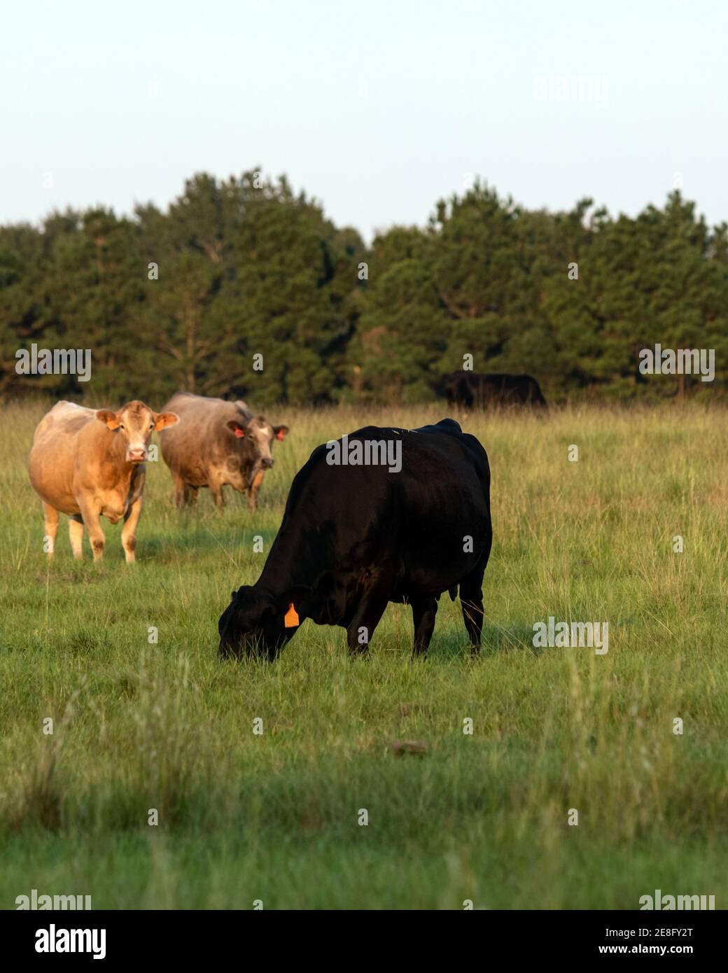 Ruminant livestock vertical hi-res stock photography and images - Alamy