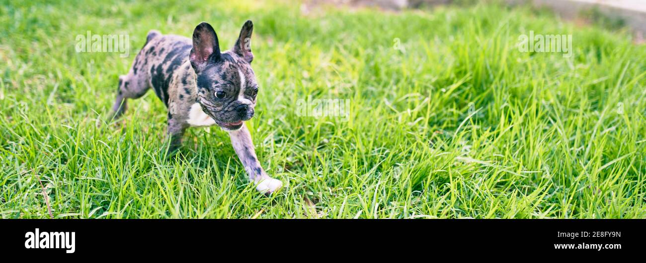 Beautiful puppy spotted french bulldog happy at the park outdoors Stock ...
