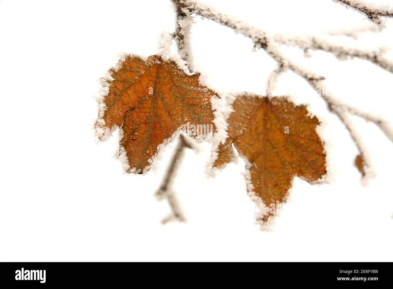 Frost's descent hi-res stock photography and images - Alamy