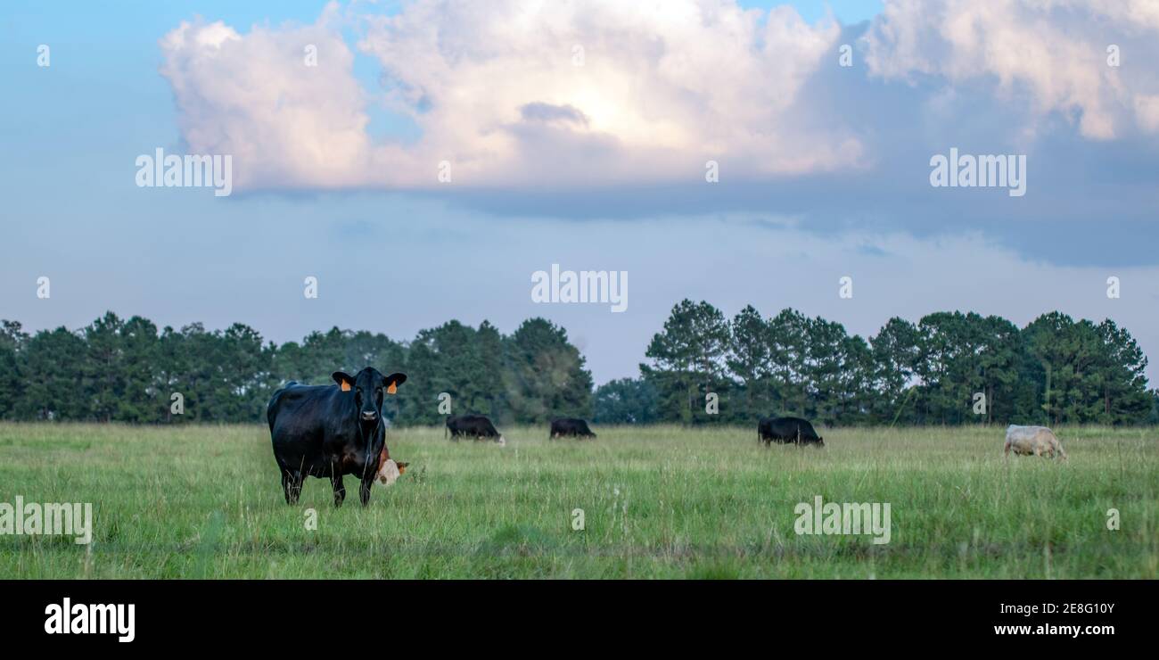 Country banner of cattle in a peaceful pasture during dusk with ...
