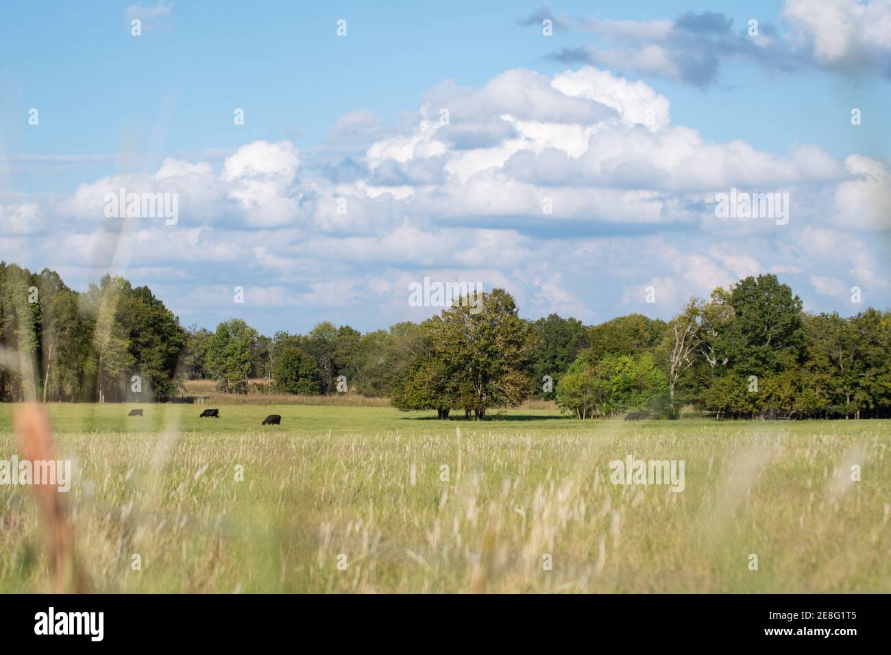 Cattle through trees hi-res stock photography and images - Alamy