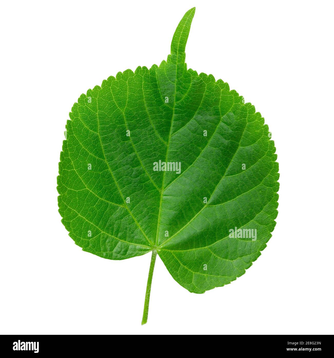 Branch of linden tree leaves isolated on a white background, top view ...