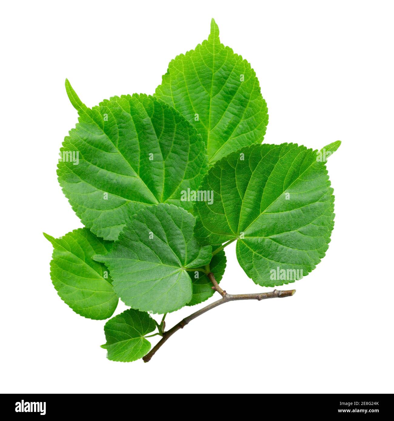 Branch of linden tree leaves isolated on a white background, top view ...