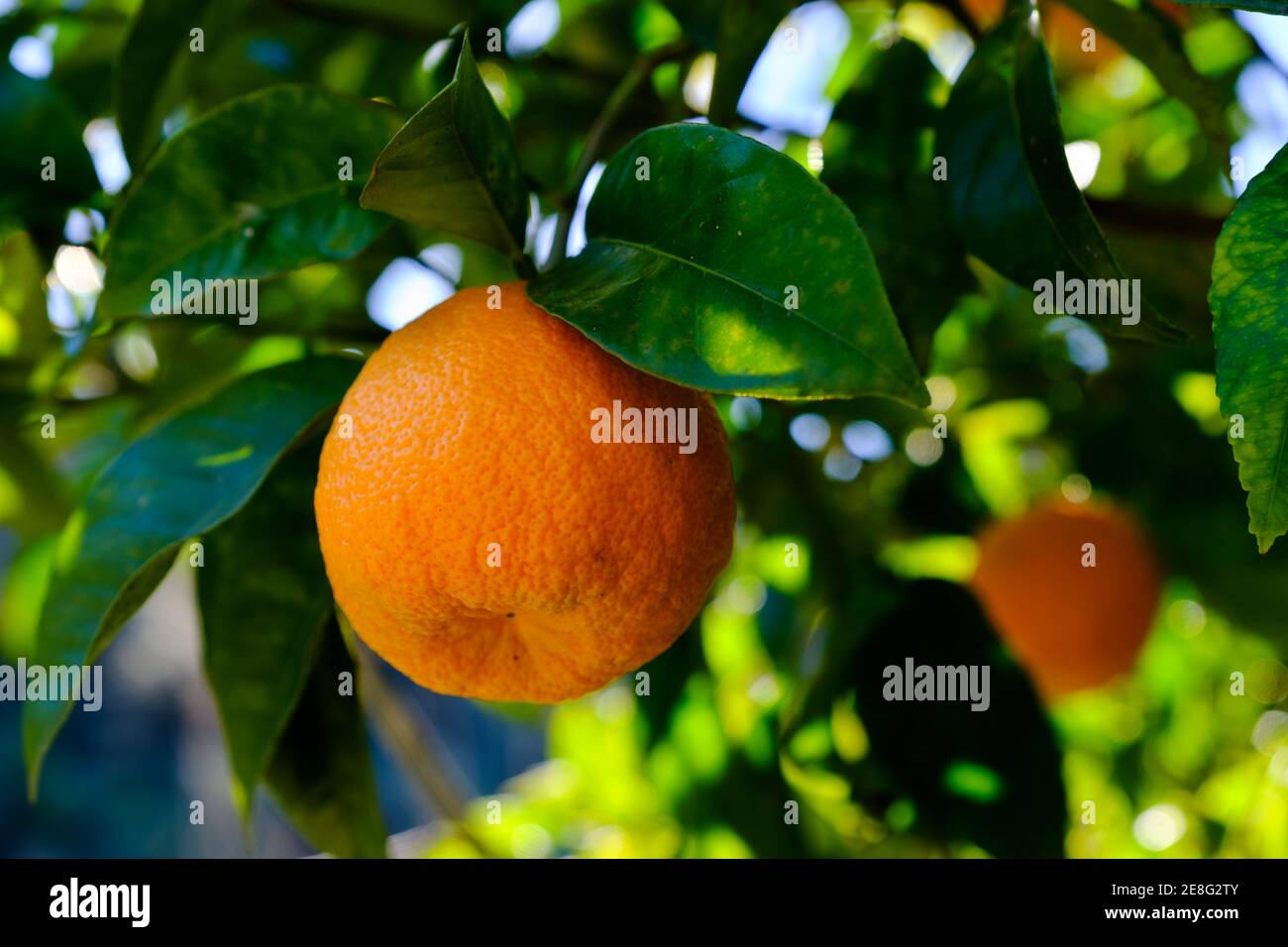 Oranges in andalucía spain hi-res stock photography and images - Alamy