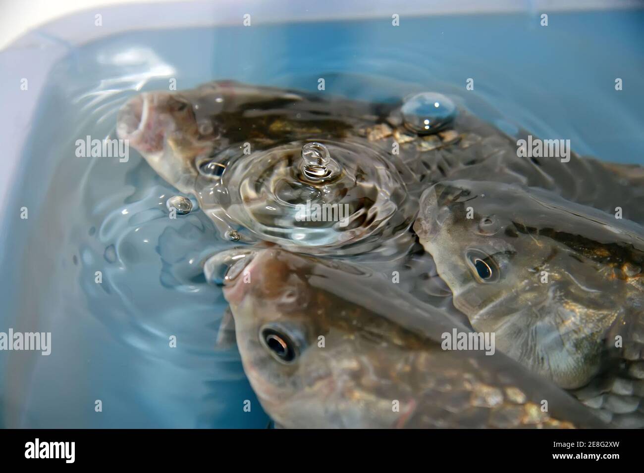 Live carp in a pool hi-res stock photography and images - Alamy