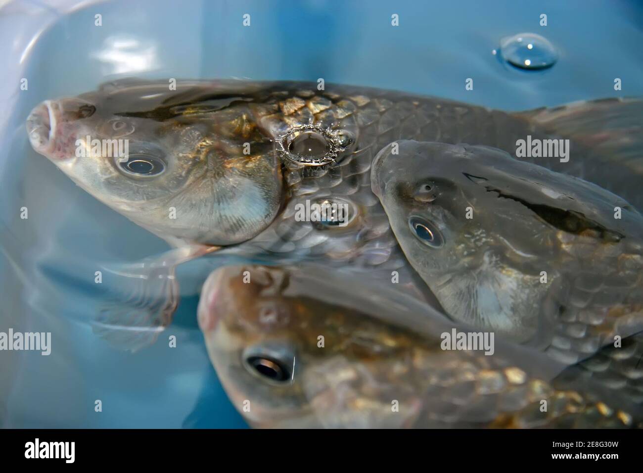 Crucian carp eyes hi-res stock photography and images - Alamy