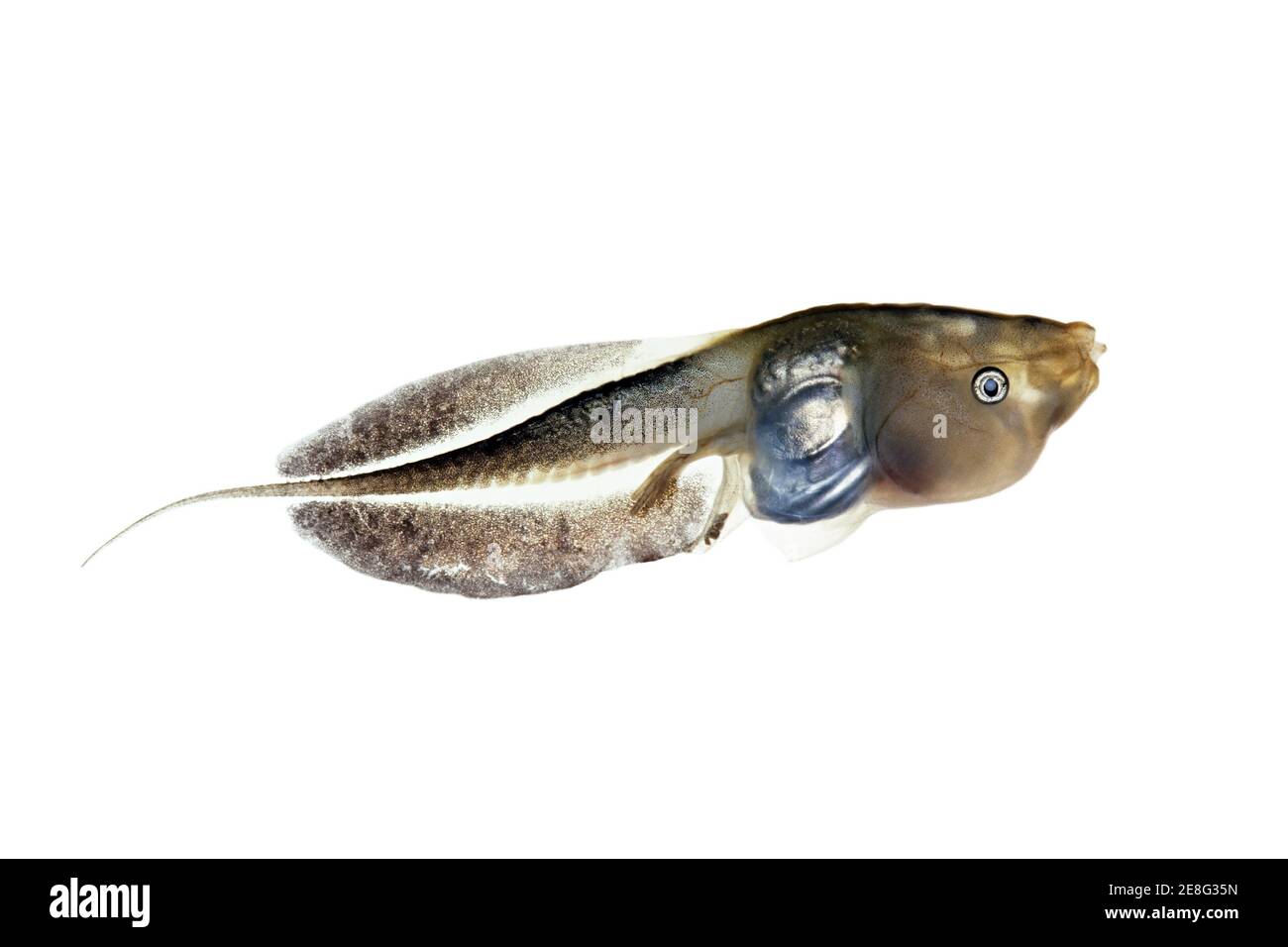Tadpole hi-res stock photography and images - Alamy