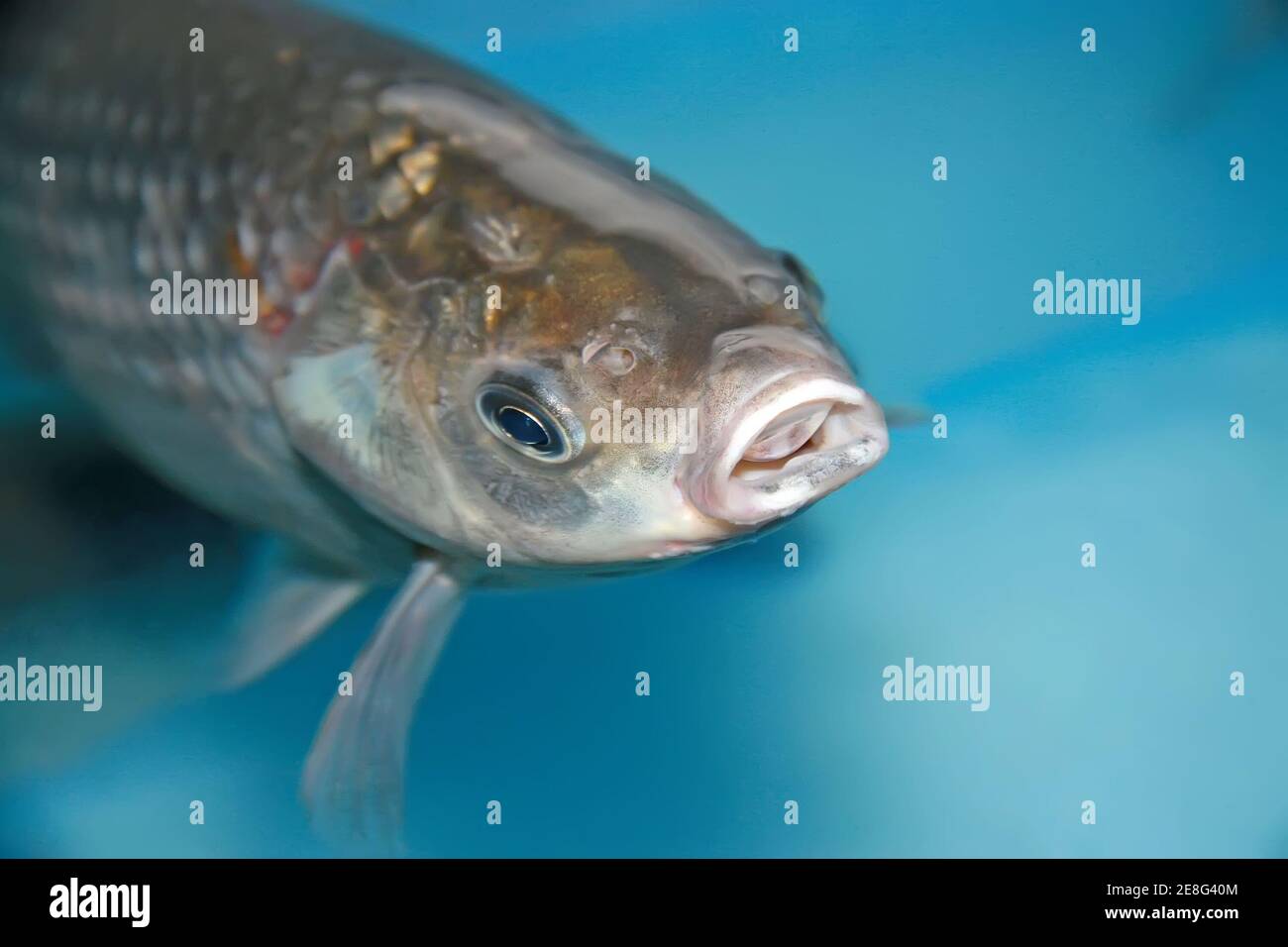 Crucian carp eyes hi-res stock photography and images - Alamy