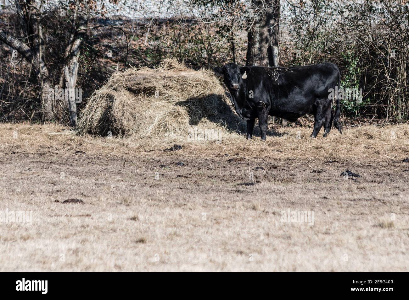 Hay Bale Cow High Resolution Stock Photography and Images - Alamy