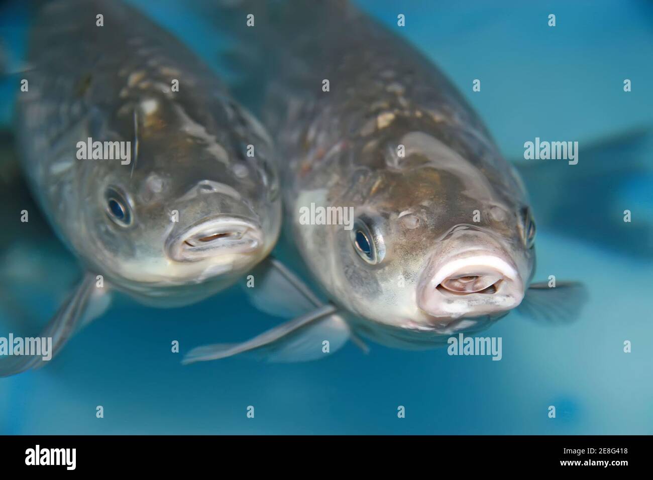 Crucian carp eyes hi-res stock photography and images - Alamy