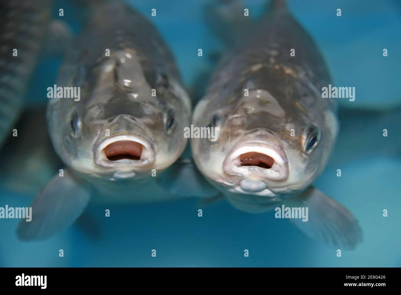 Crucian carp eyes hi-res stock photography and images - Alamy