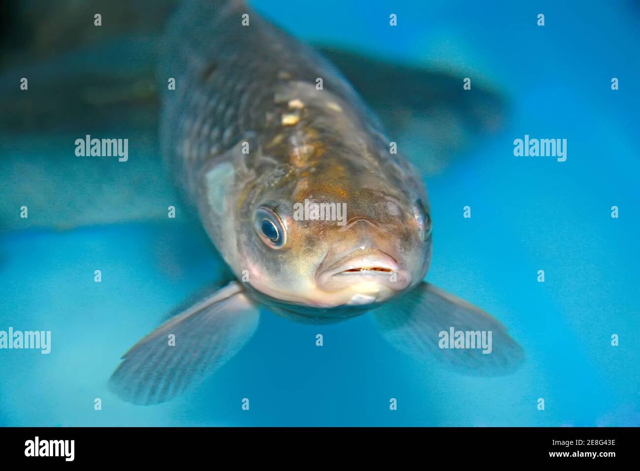 Crucian carp eyes hi-res stock photography and images - Alamy