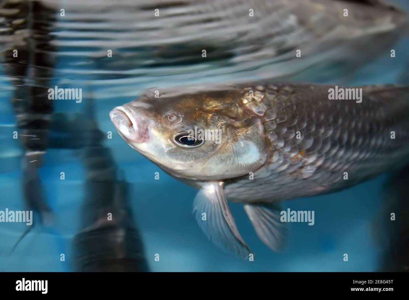 Crucian carp eyes hi-res stock photography and images - Alamy