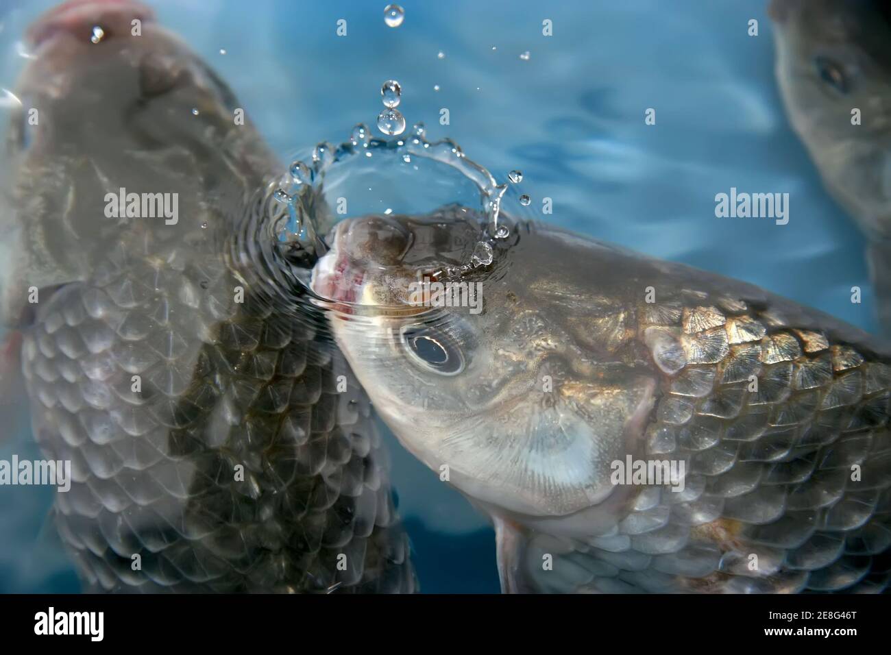 Crucian carp eyes hi-res stock photography and images - Alamy